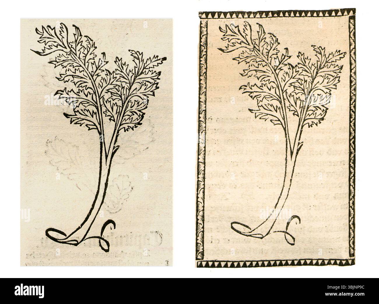 'Reyn Farn' (Tanacetum vulgare), from between 1497 and 1500, is a ...