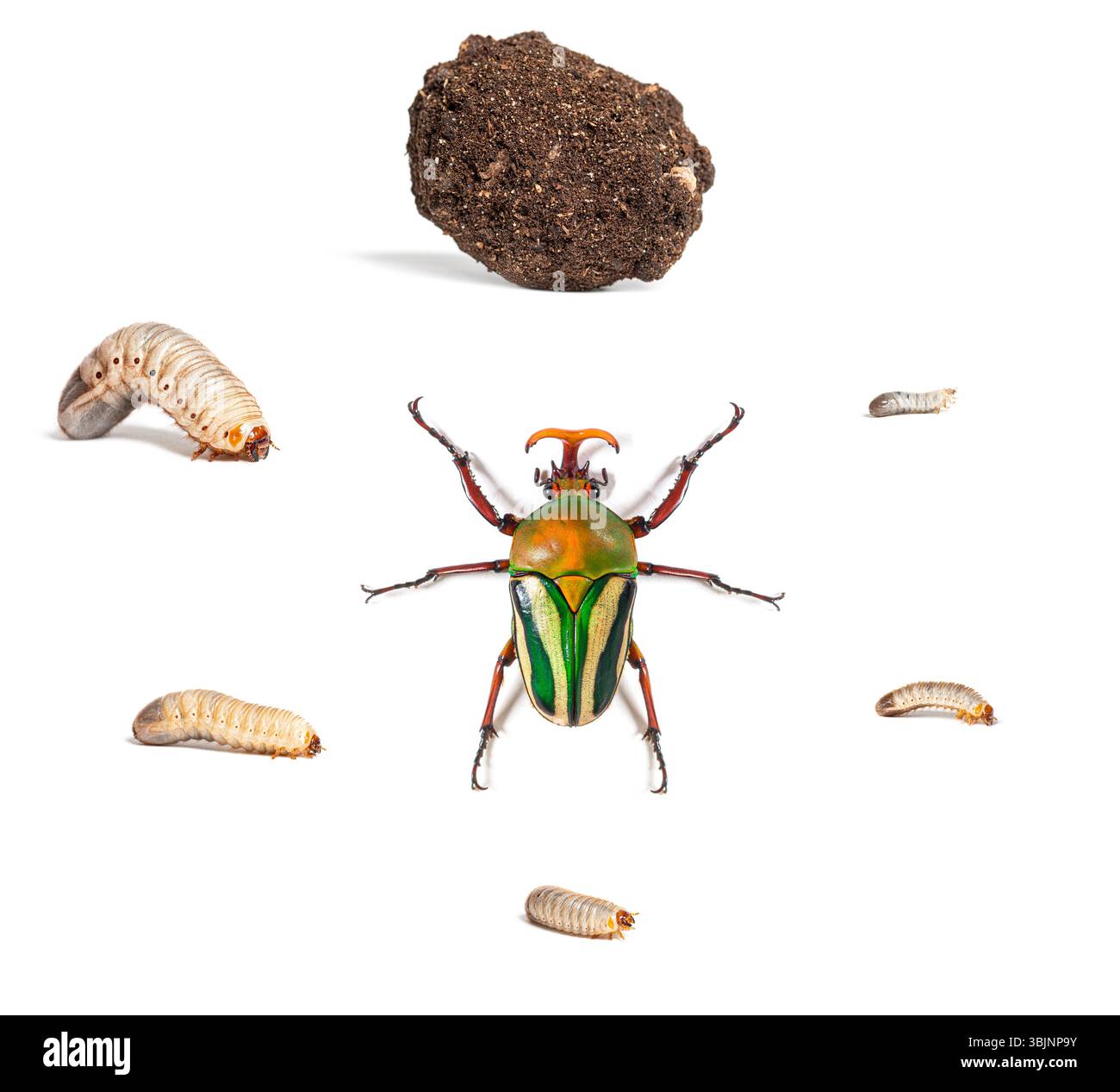 Detailed study on coleoptera Cut Out Stock Images & Pictures - Alamy