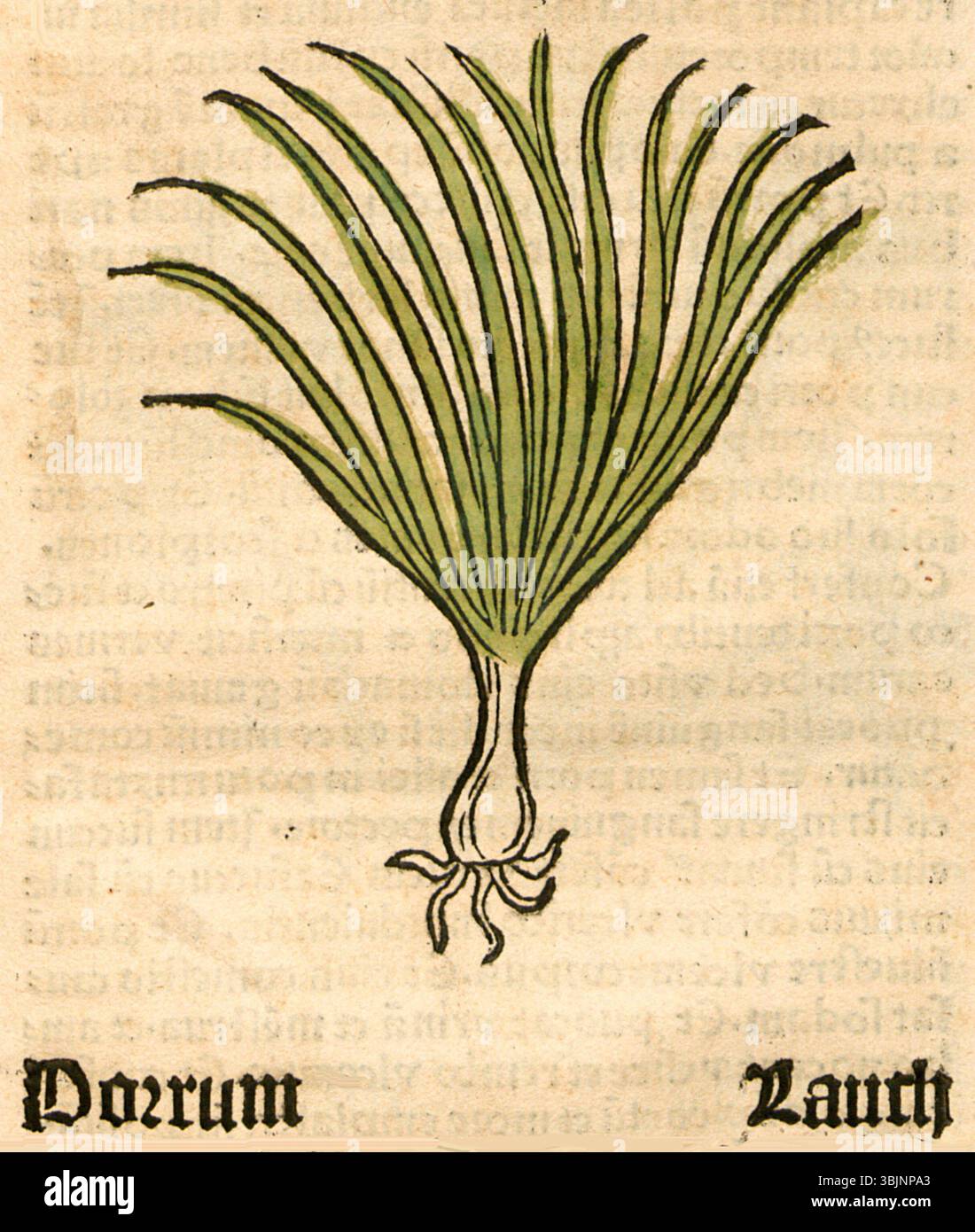 *Herbarius Porrum* (1484) presents an early botanical illustration of ...