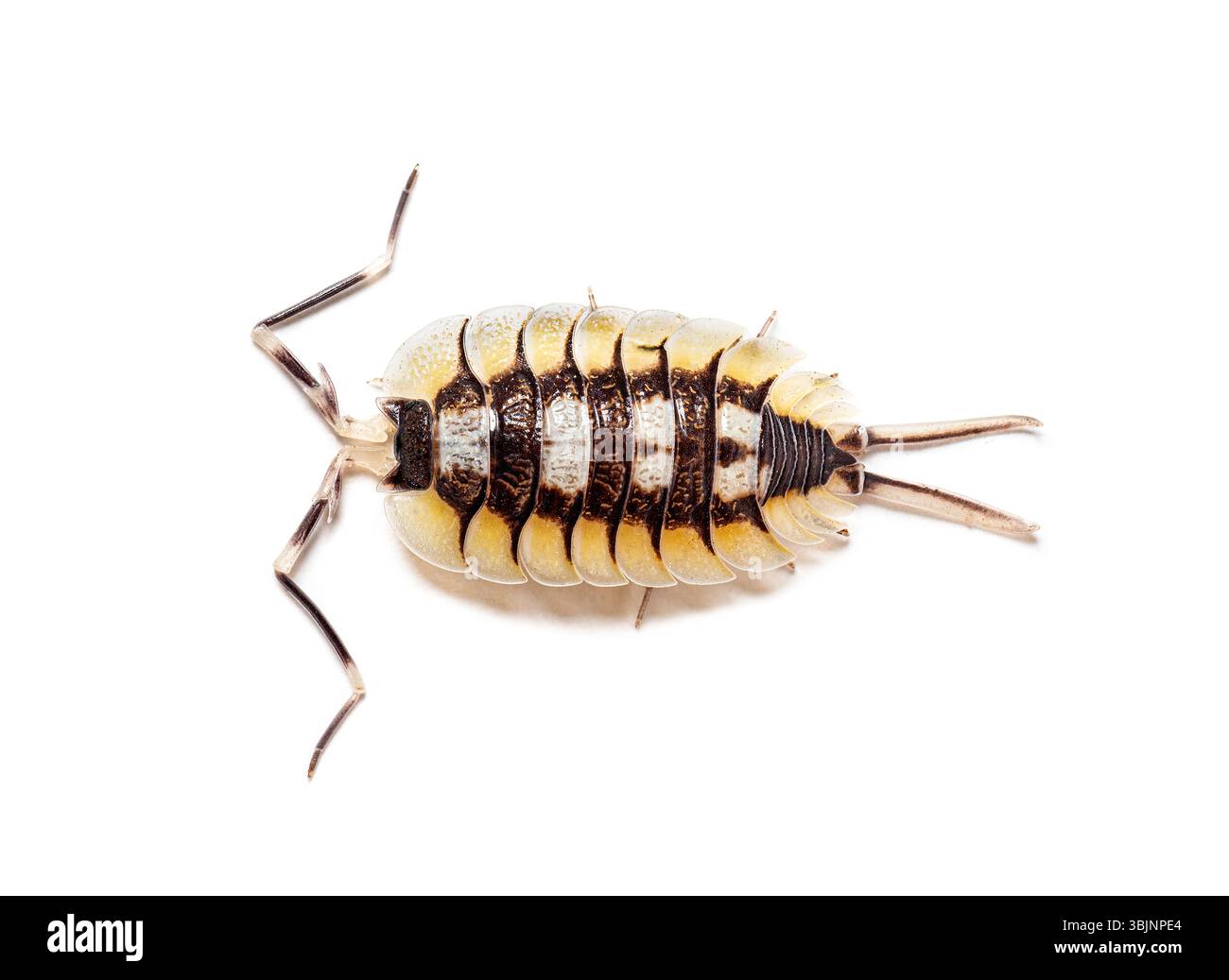 Giant spanish isopod hi-res stock photography and images - Alamy