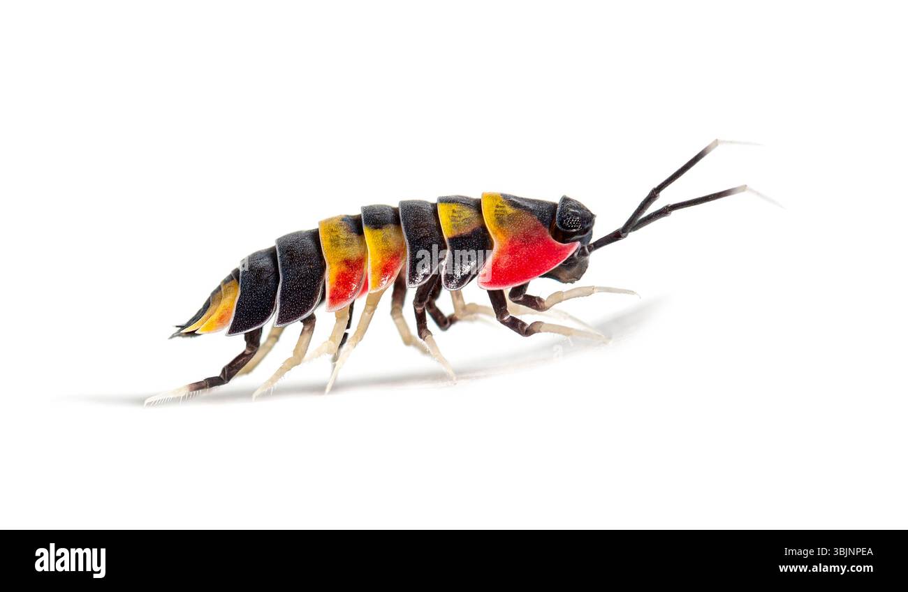 Side view of a Tricolor Merulanella Specie walking away, invertebrate ...