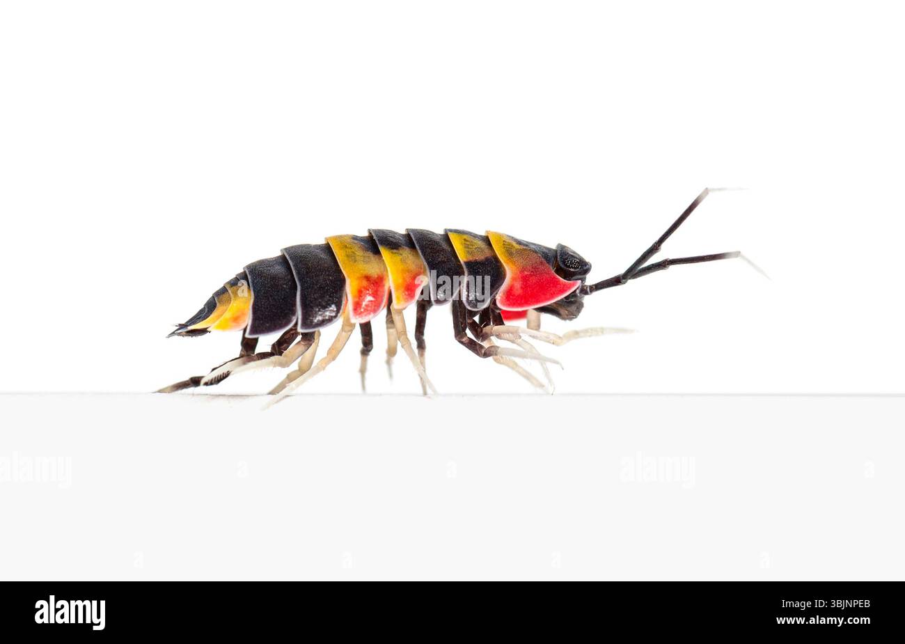 Invertebrate biology Cut Out Stock Images & Pictures - Alamy