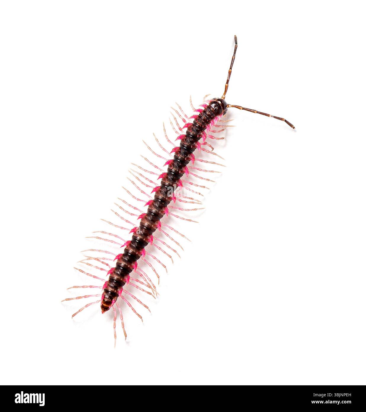 Top view of a Desmoxytes planata Millipede, isolated on white ...