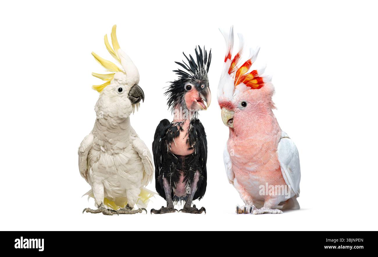 Group of people all ages and standing Cut Out Stock Images & Pictures ...