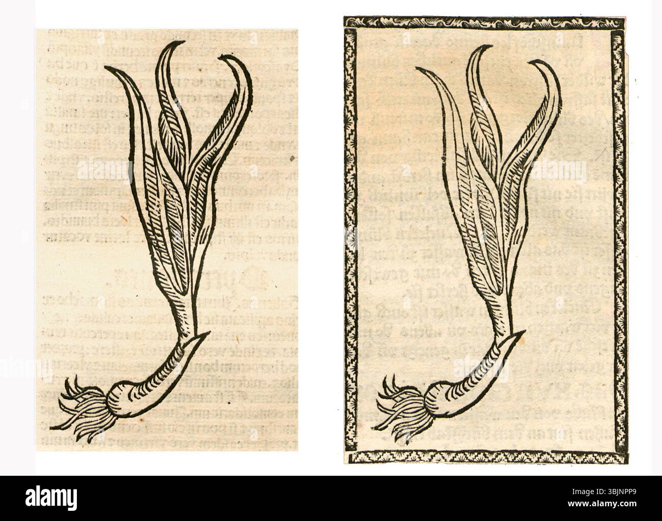 Plant study series Cut Out Stock Images & Pictures - Alamy