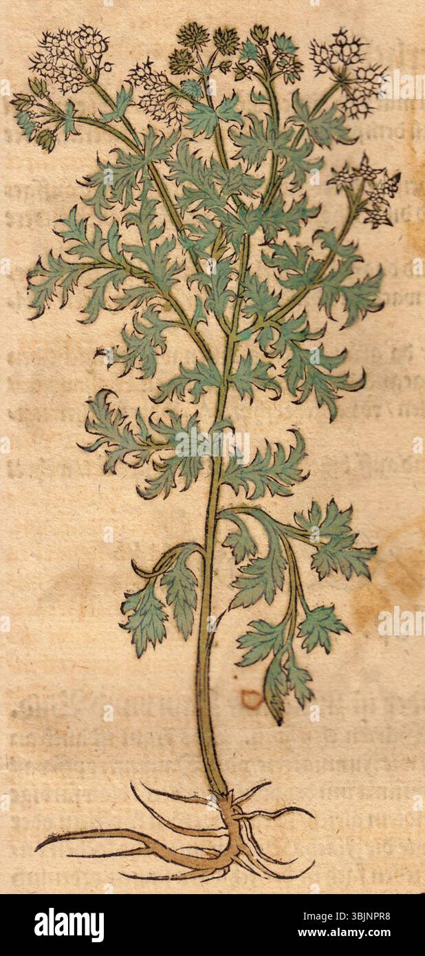 The illustration of Coriander (1546) depicts the herb known for its ...