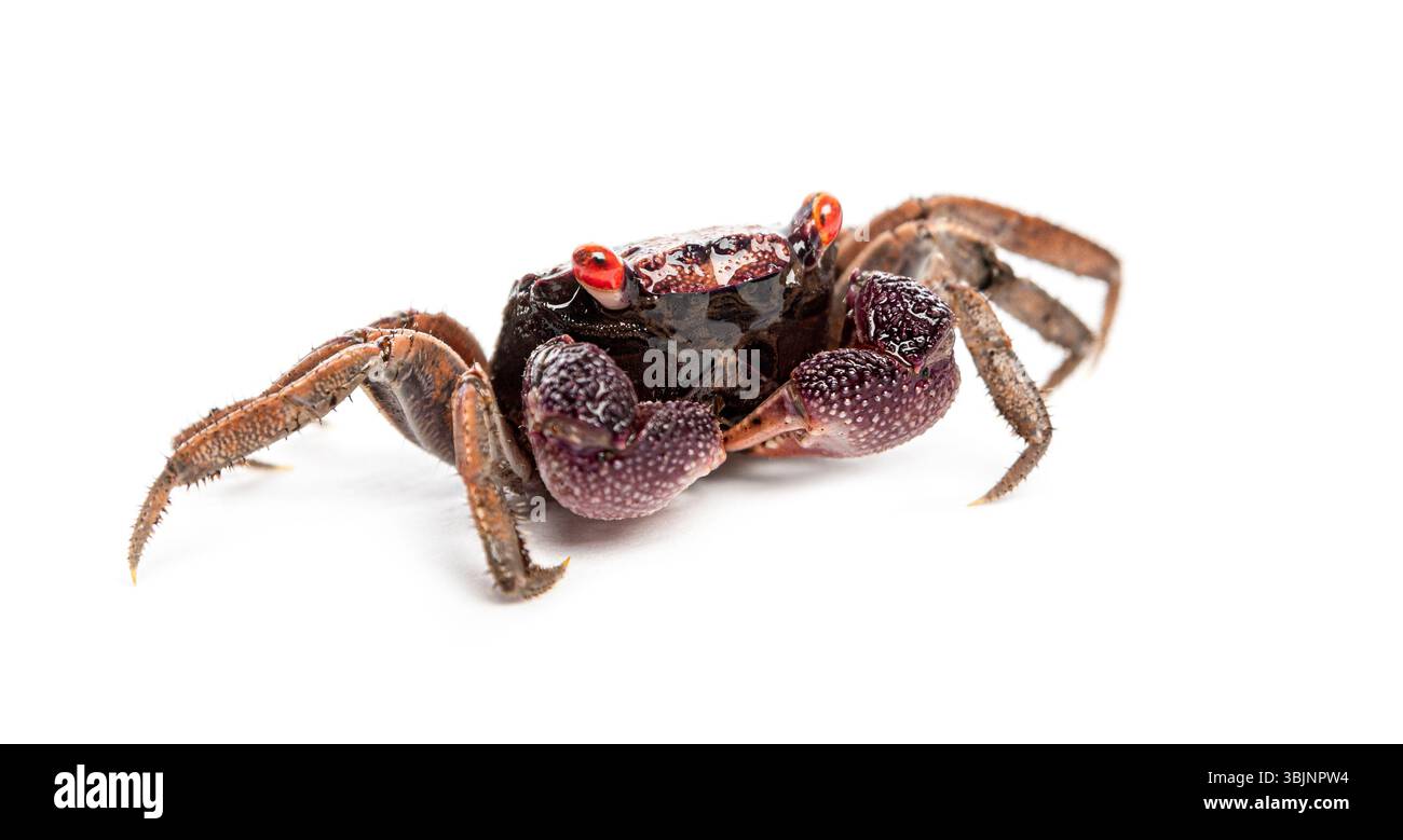 Red eyed Male Java vampire crab, Geosesarma tiomanicum, isolated on ...