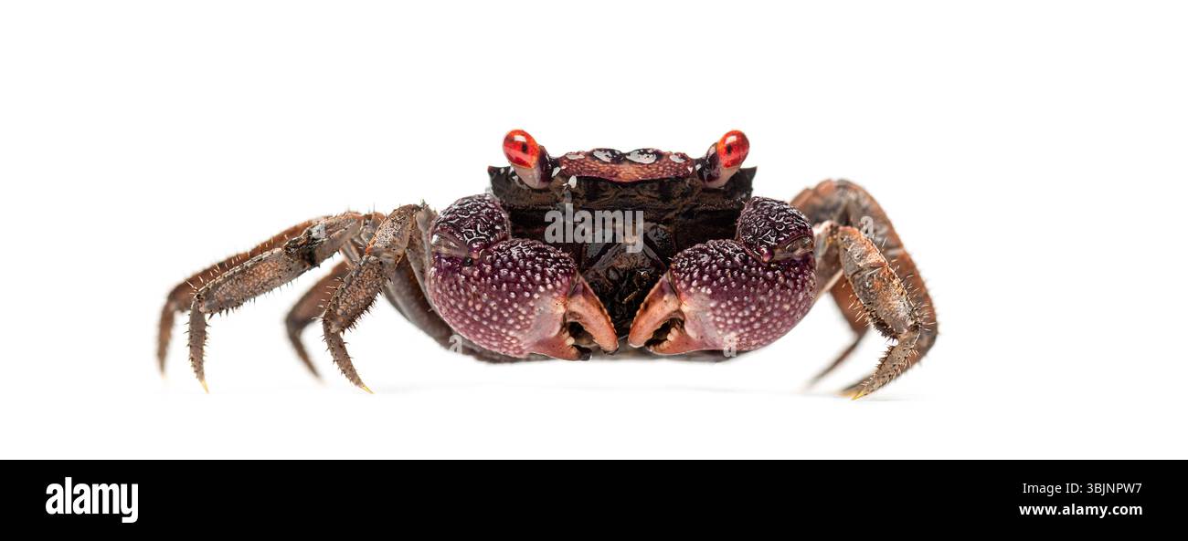 Red eyed Male Java vampire crab, Geosesarma tiomanicum, standing ...