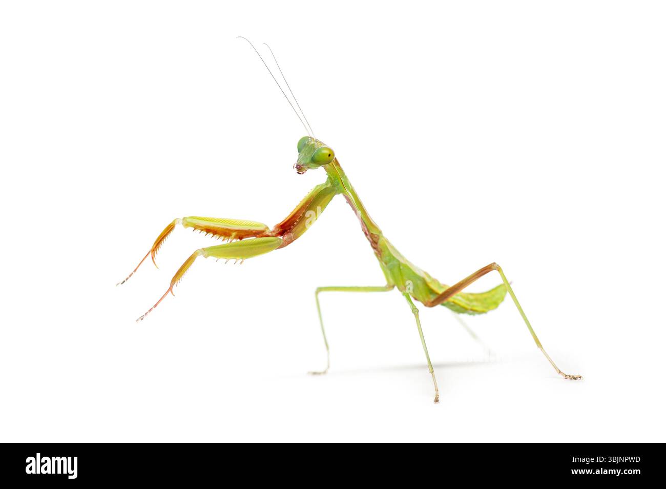 Australian Giant Mantis Nymph stage 3, three, Hierodula majuscula ...