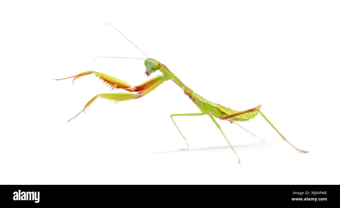 Australian Giant Mantis Nymph stage three, Hierodula majuscula ...