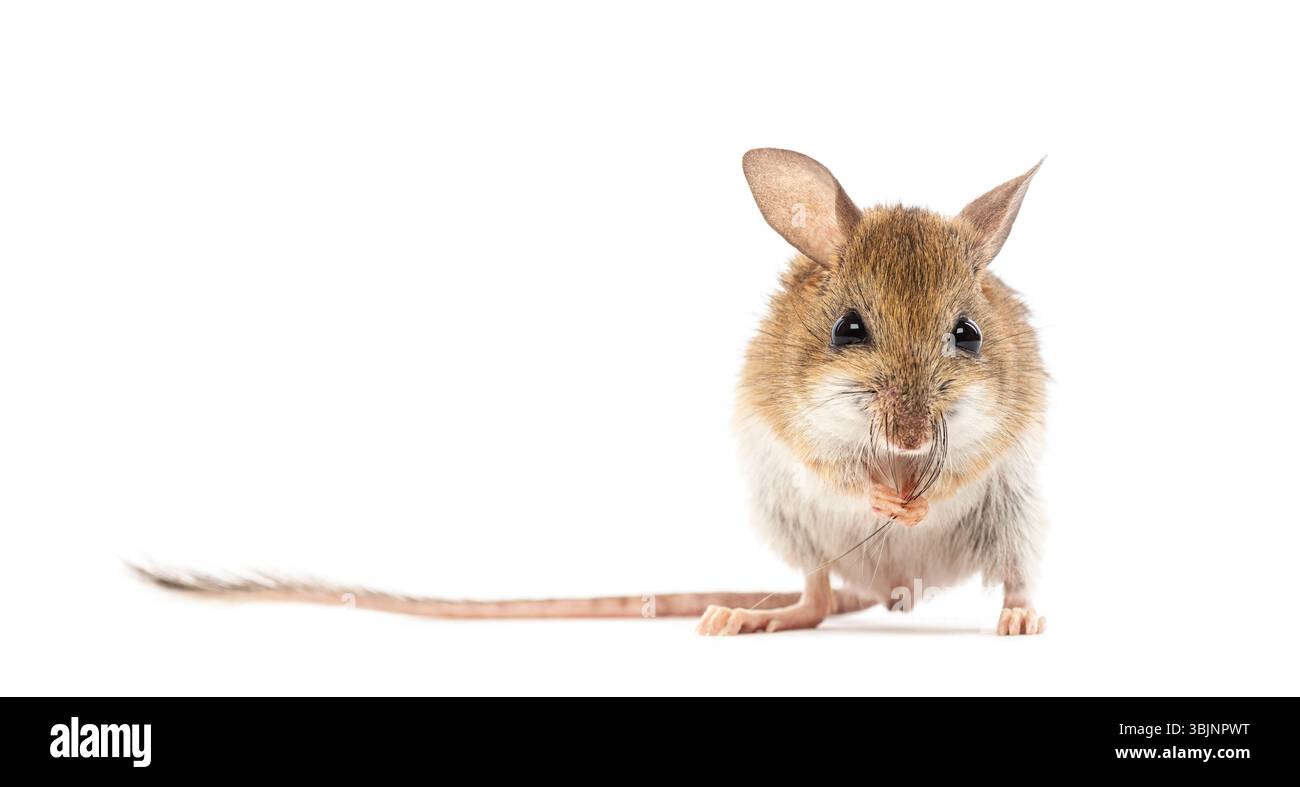 Spinifex hopping mouse, Notomys alexis, washing its muzzle with its ...
