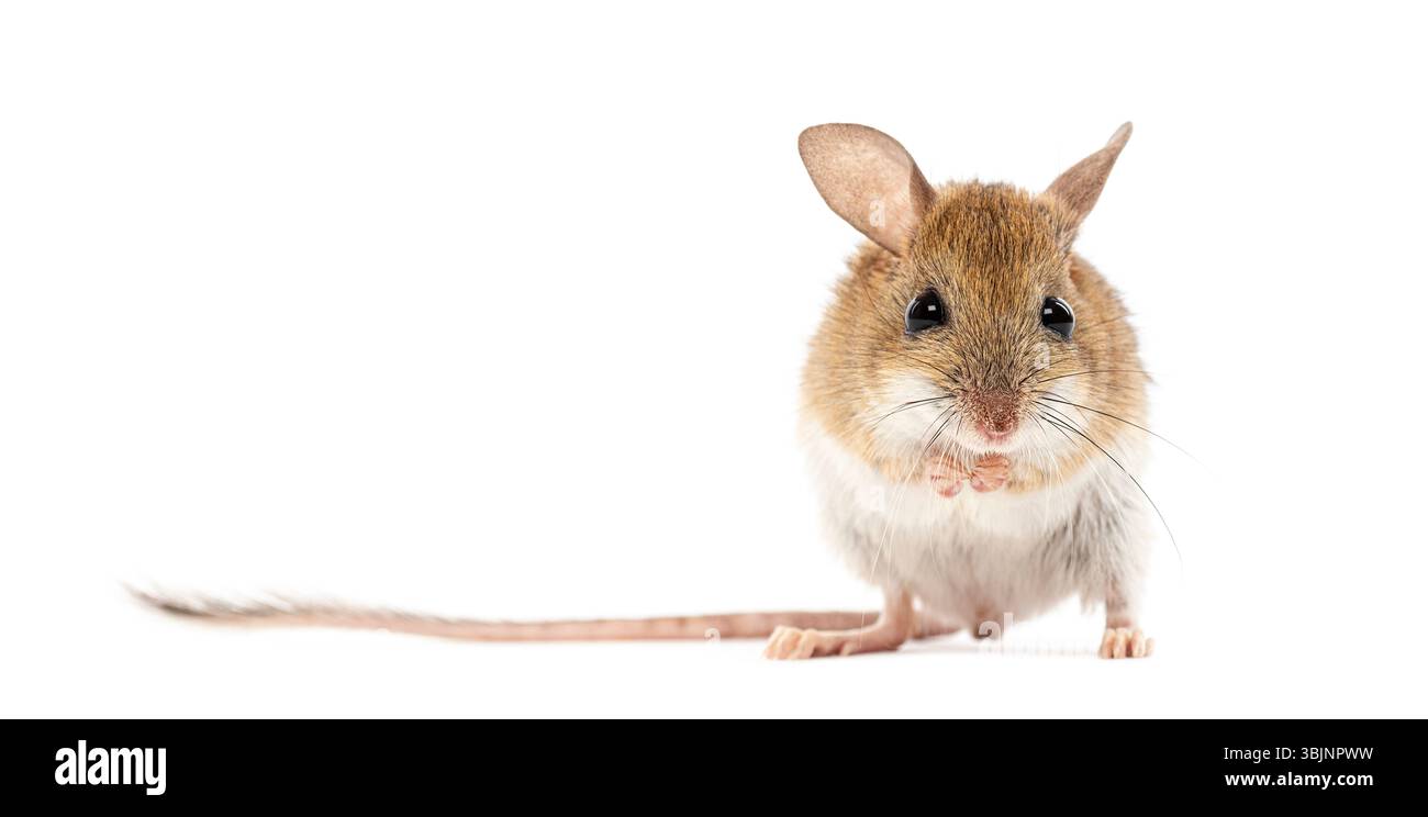 Mouse washing hi-res stock photography and images - Alamy