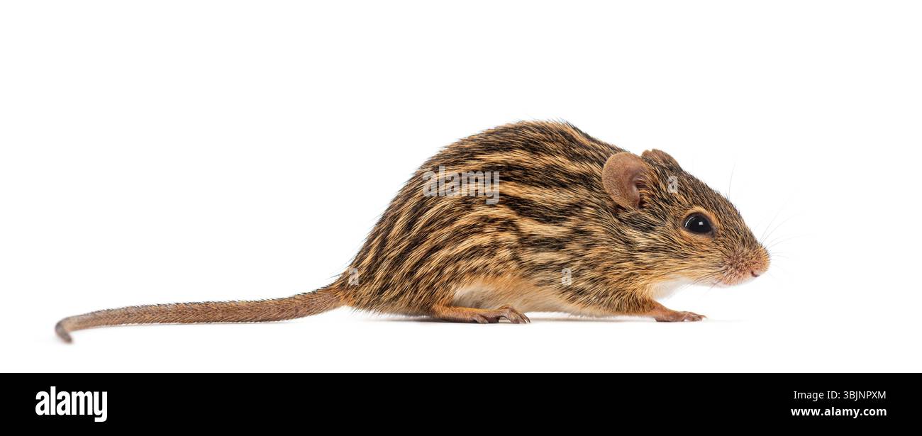 Barbary striped grass mouse, Lemniscomys barbarus, walking and looking ...