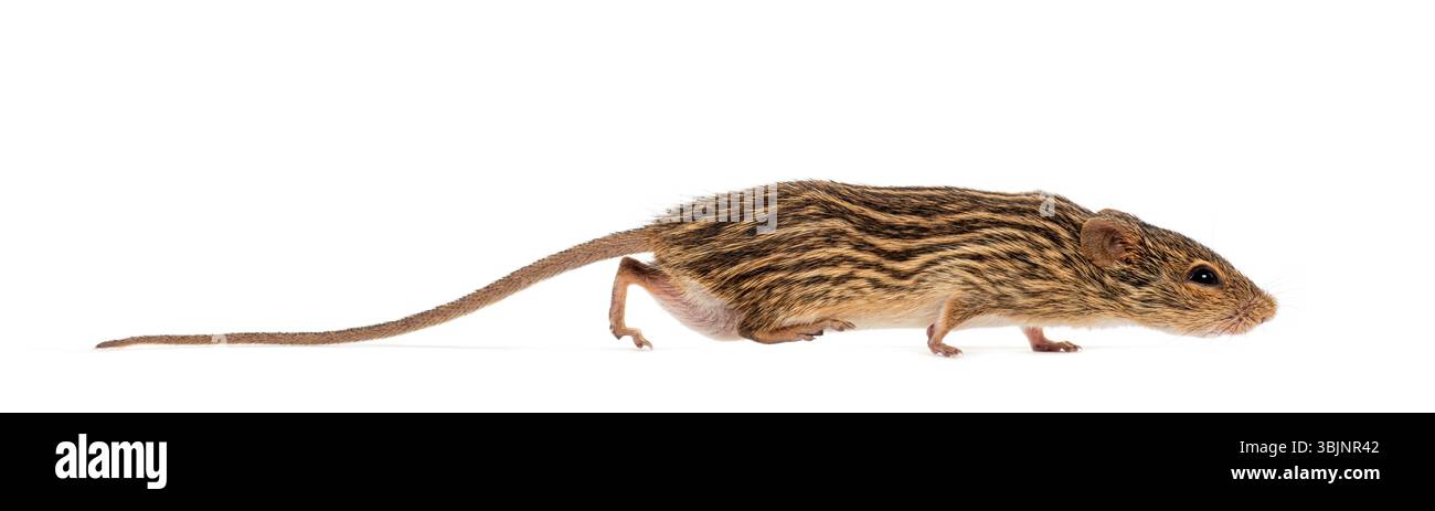 Striped grass mouse walking hi-res stock photography and images - Alamy