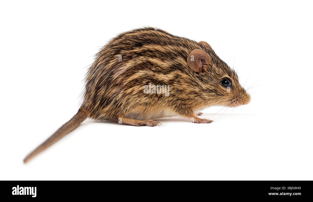 Barbary striped grass mouse, Lemniscomys barbarus, standing still on a ...