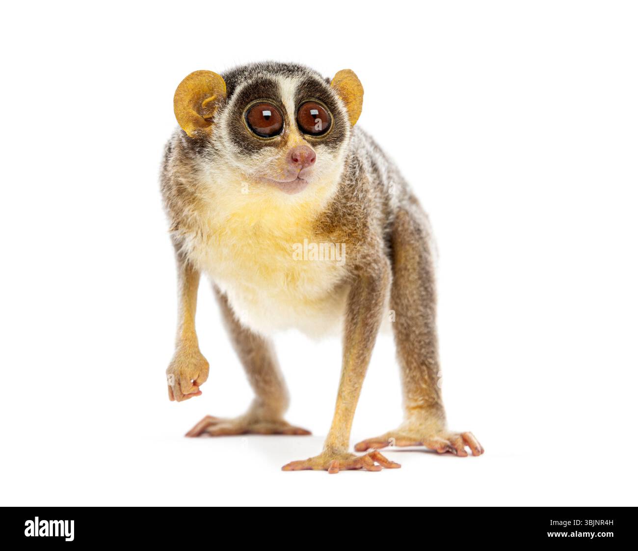 Gray slender loris, Loris lydekkerianus, standing and looking away ...