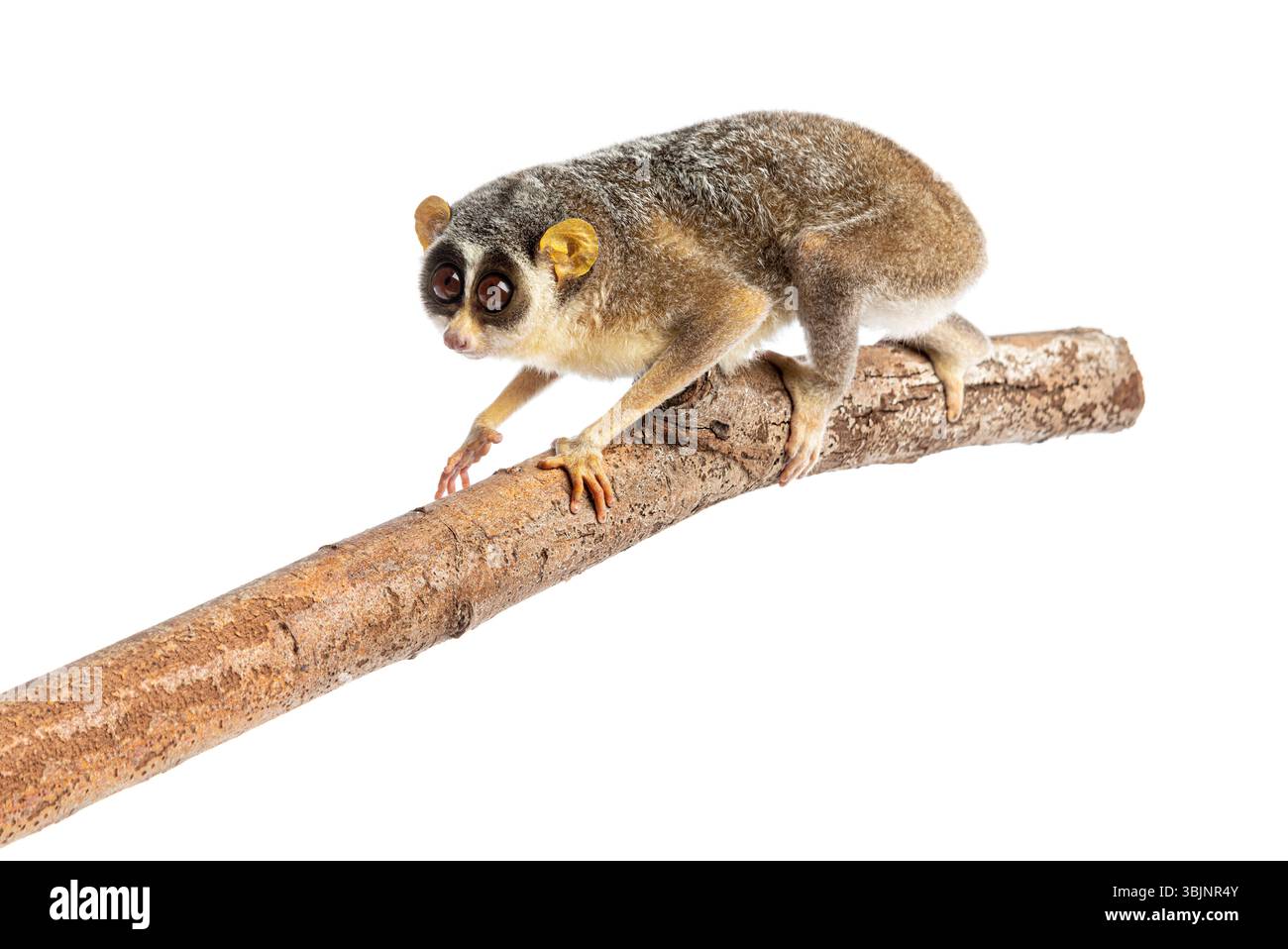 Gray slender loris, Loris lydekkerianus, carefully balancing on a ...