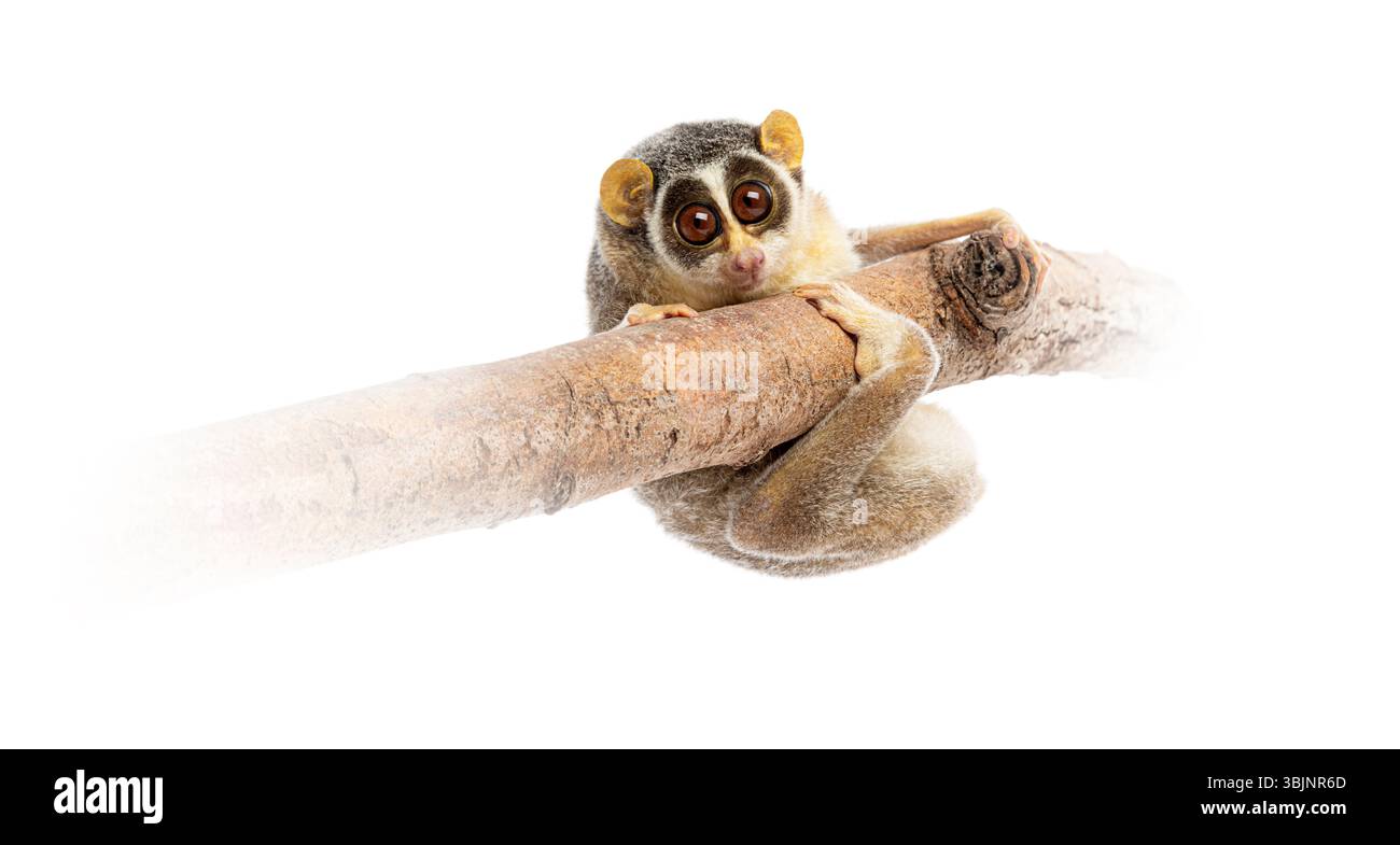 Gray slender loris, Loris lydekkerianus, carefully balancing on a ...
