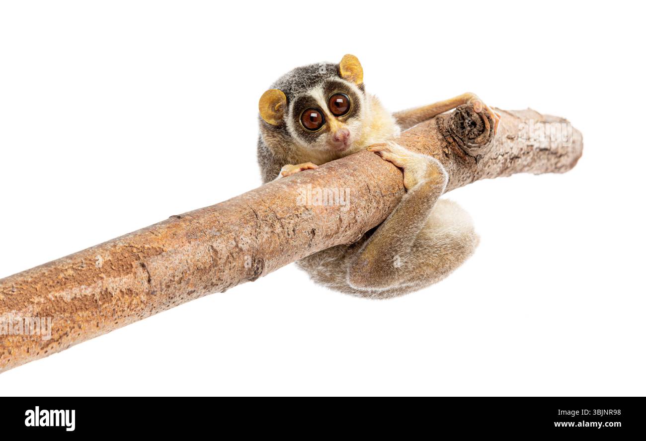 Gray slender loris, Loris lydekkerianus, carefully balancing on a ...