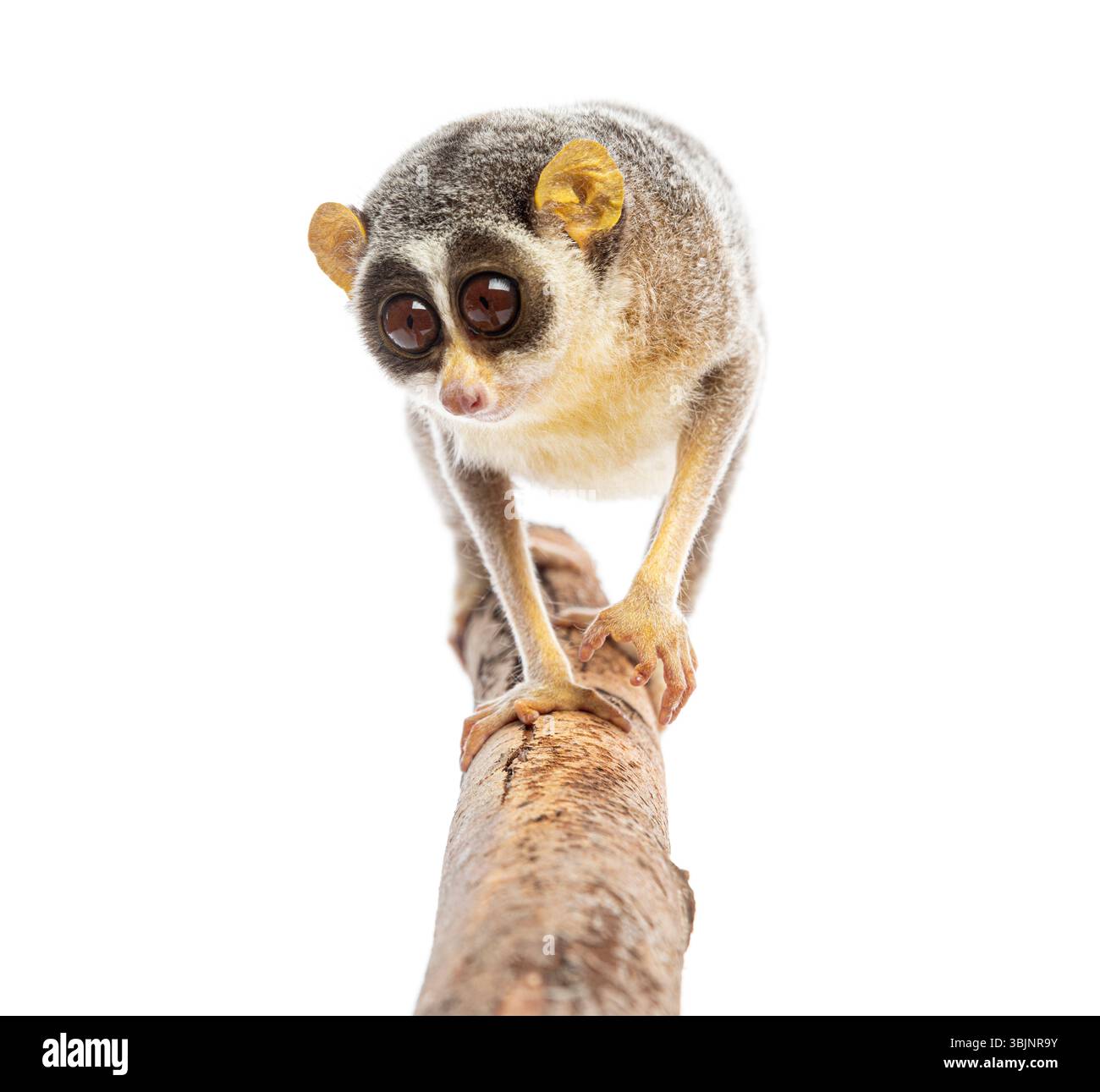 Gray slender loris, Loris lydekkerianus, walking on a branch, its large ...