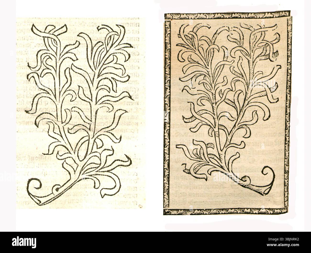 Depiction of rosemary (Rosmarinus officinalis), a perennial evergreen ...