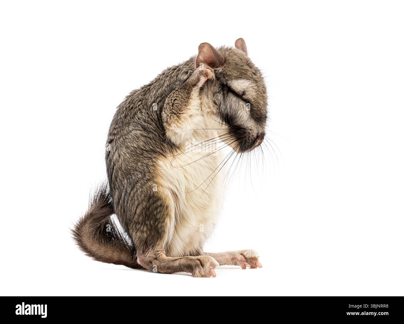 Plains viscacha Lagostomus maximus, looking at the camera On its hind ...