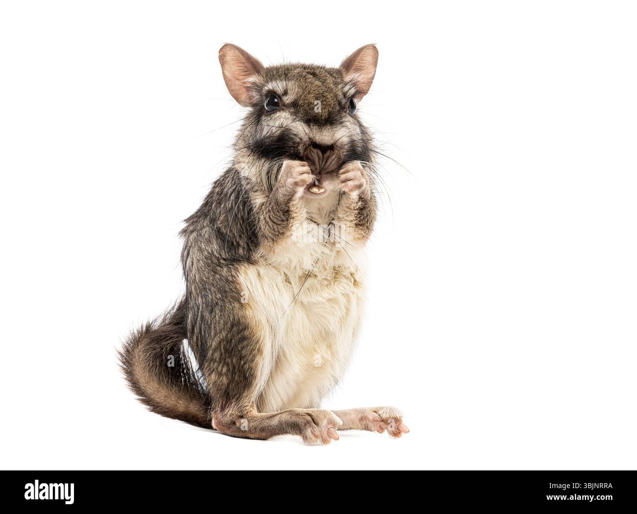 Plains viscacha Lagostomus maximus, looking at the camera On its hind ...