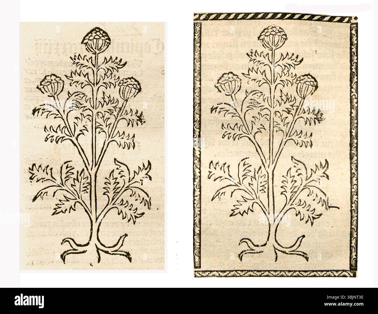 Illustration of valerian (Valeriana officinalis) from a German herbal ...