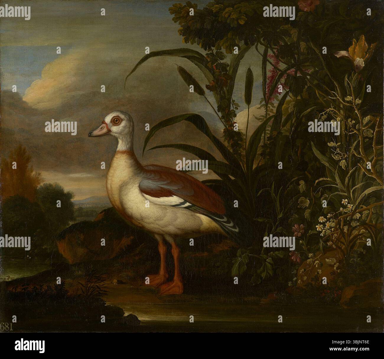 Francis Barlow’s painting of an Egyptian goose (circa 1670-1680 ...