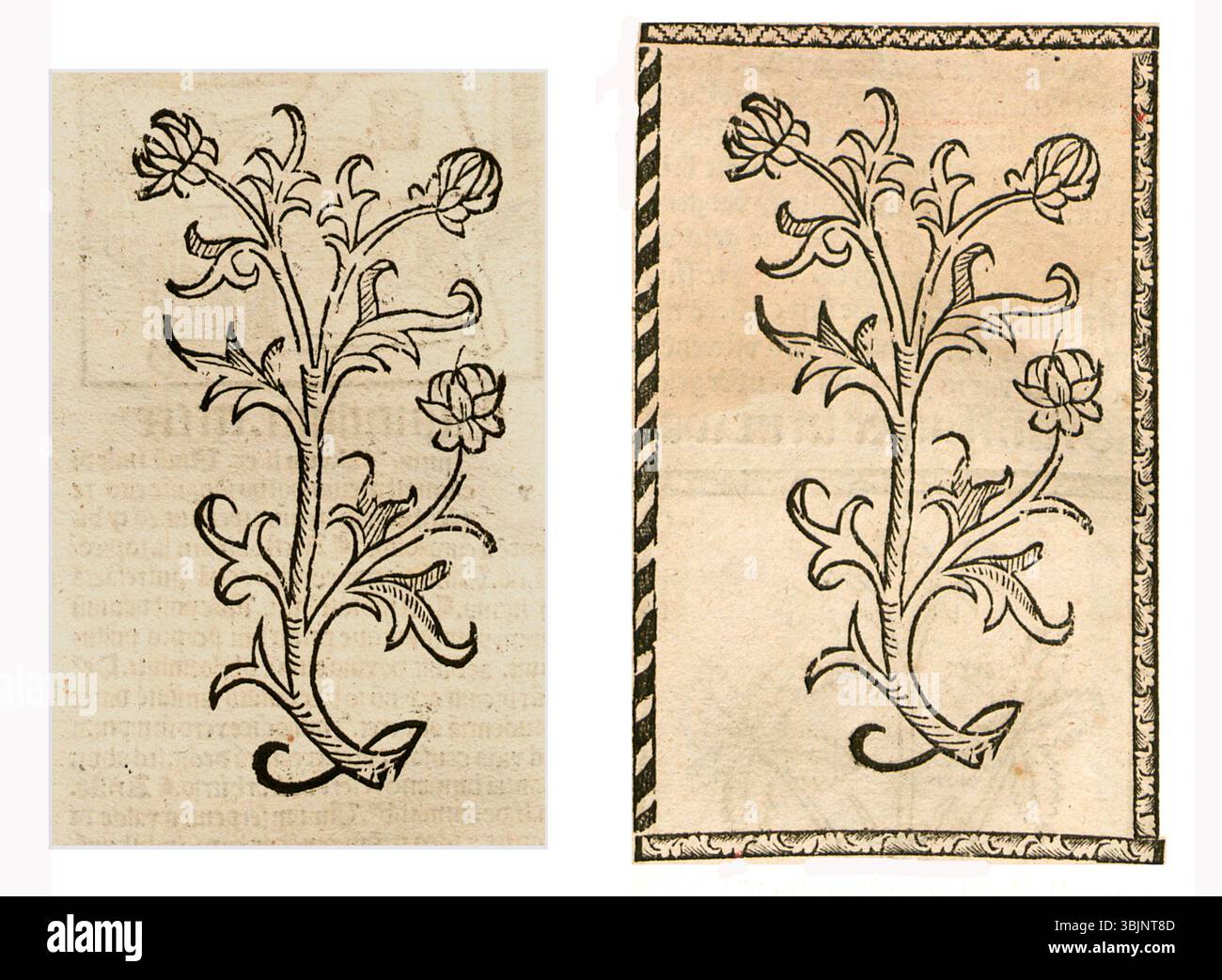 This illustration from a late 15th-century German herbal features Viola ...