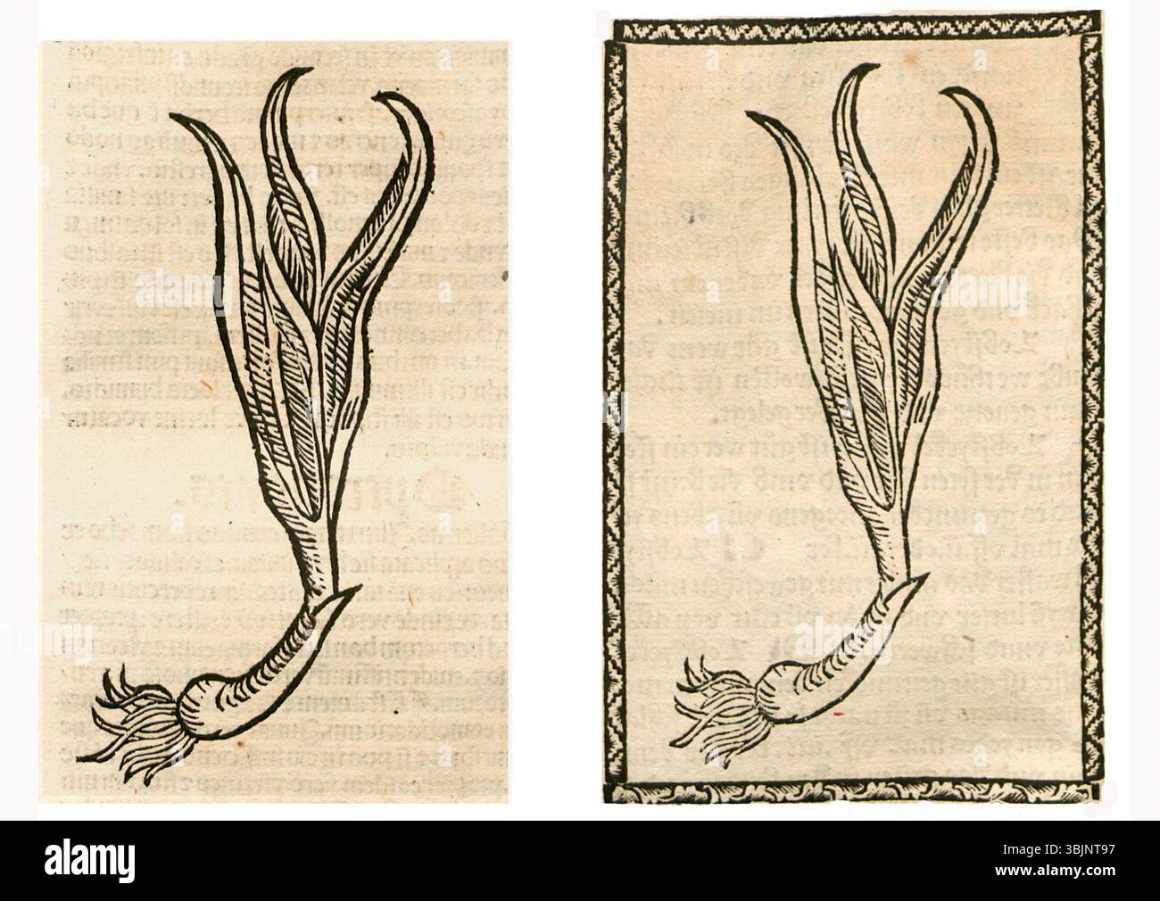 A botanical illustration from 1497 to 1500 depicts Louch (Allium porrum ...