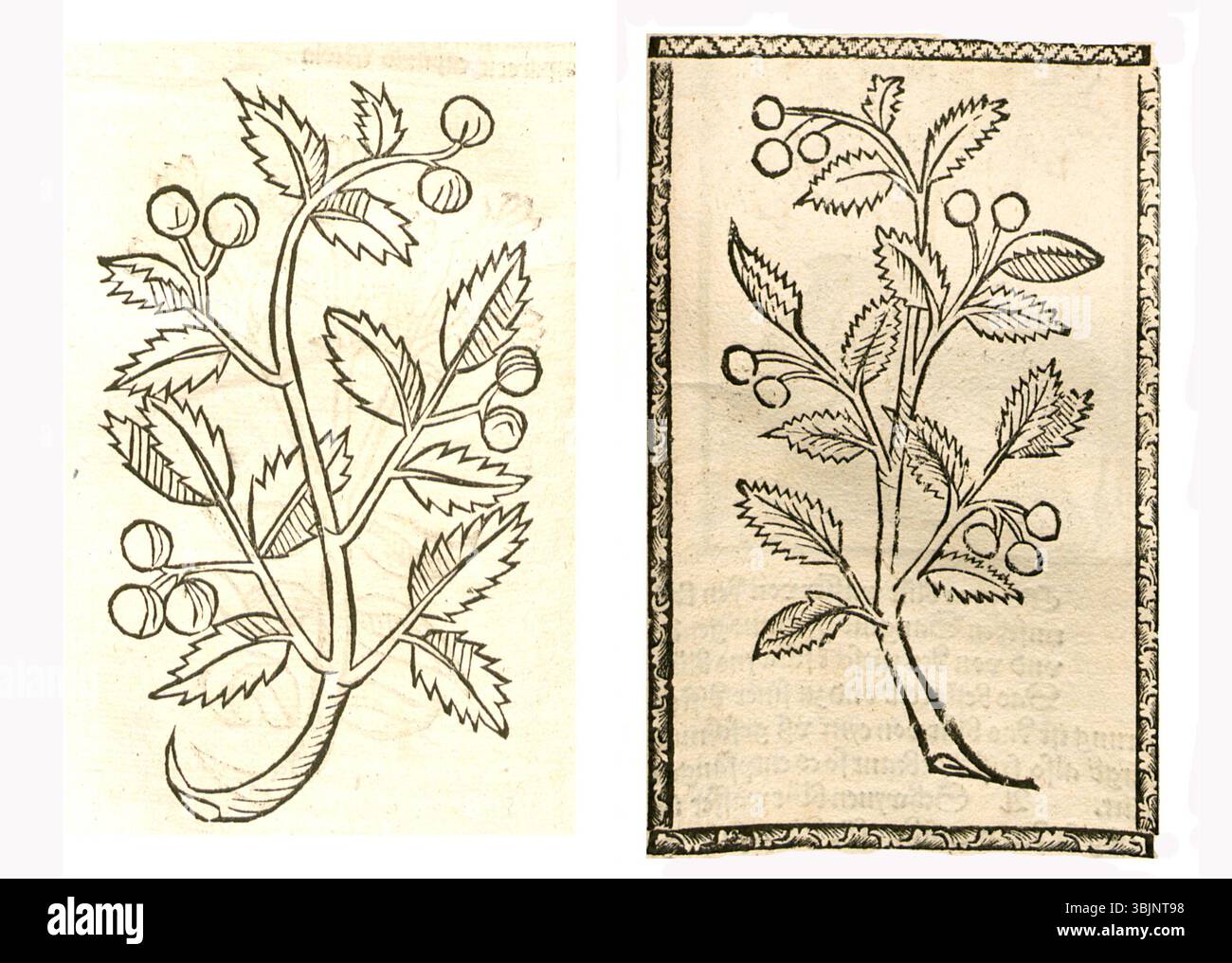 Illustration of Prunus cerasus, commonly known as sour cherry or red ...