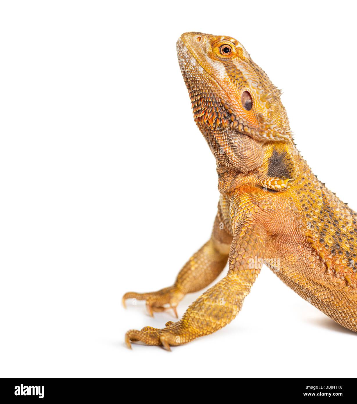Bearded Dragon , Pogona vitticeps, isolated on white Stock Photo - Alamy