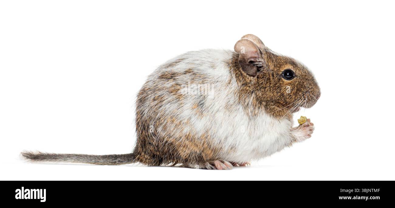 Side view of a Common degu with brown, grey and white fur eating a food ...