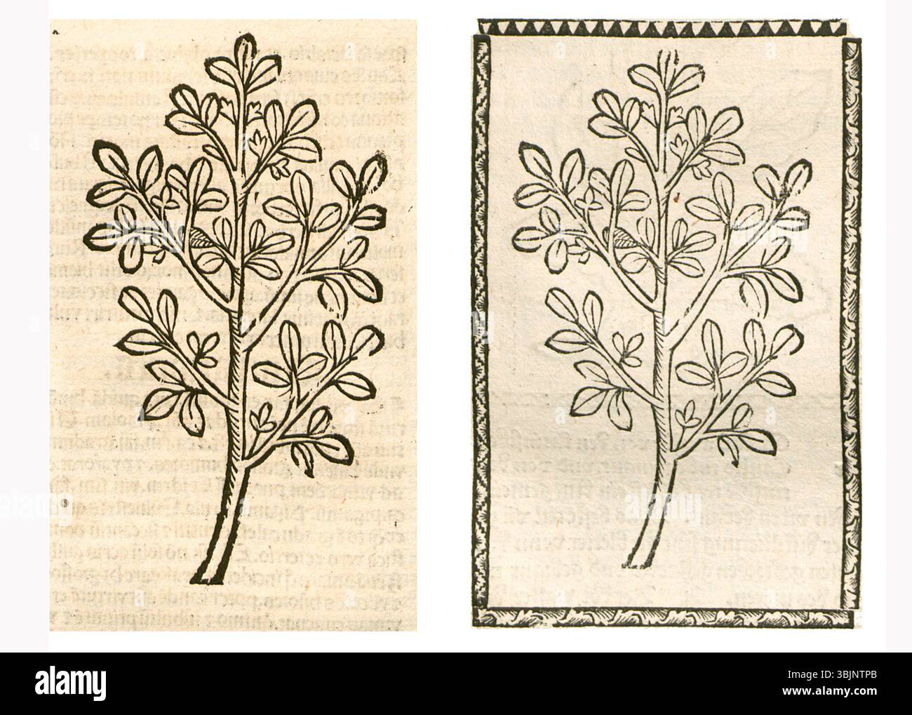 This botanical illustration from 1497–1500 shows Rute (Ruta graveolens ...