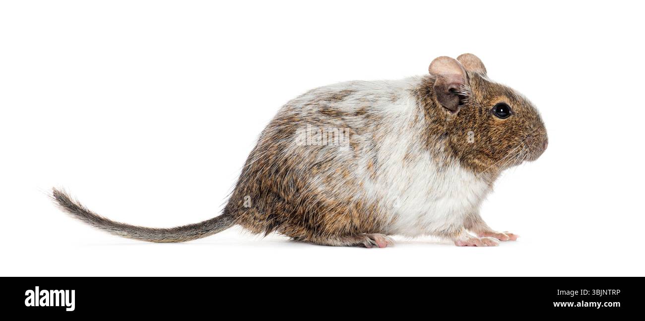 Side view of a Common degu with brown, grey and white fur, Octodon ...
