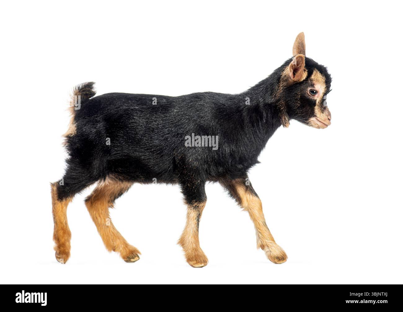 Full length profile view of a young pygmy goat walking and looking ...