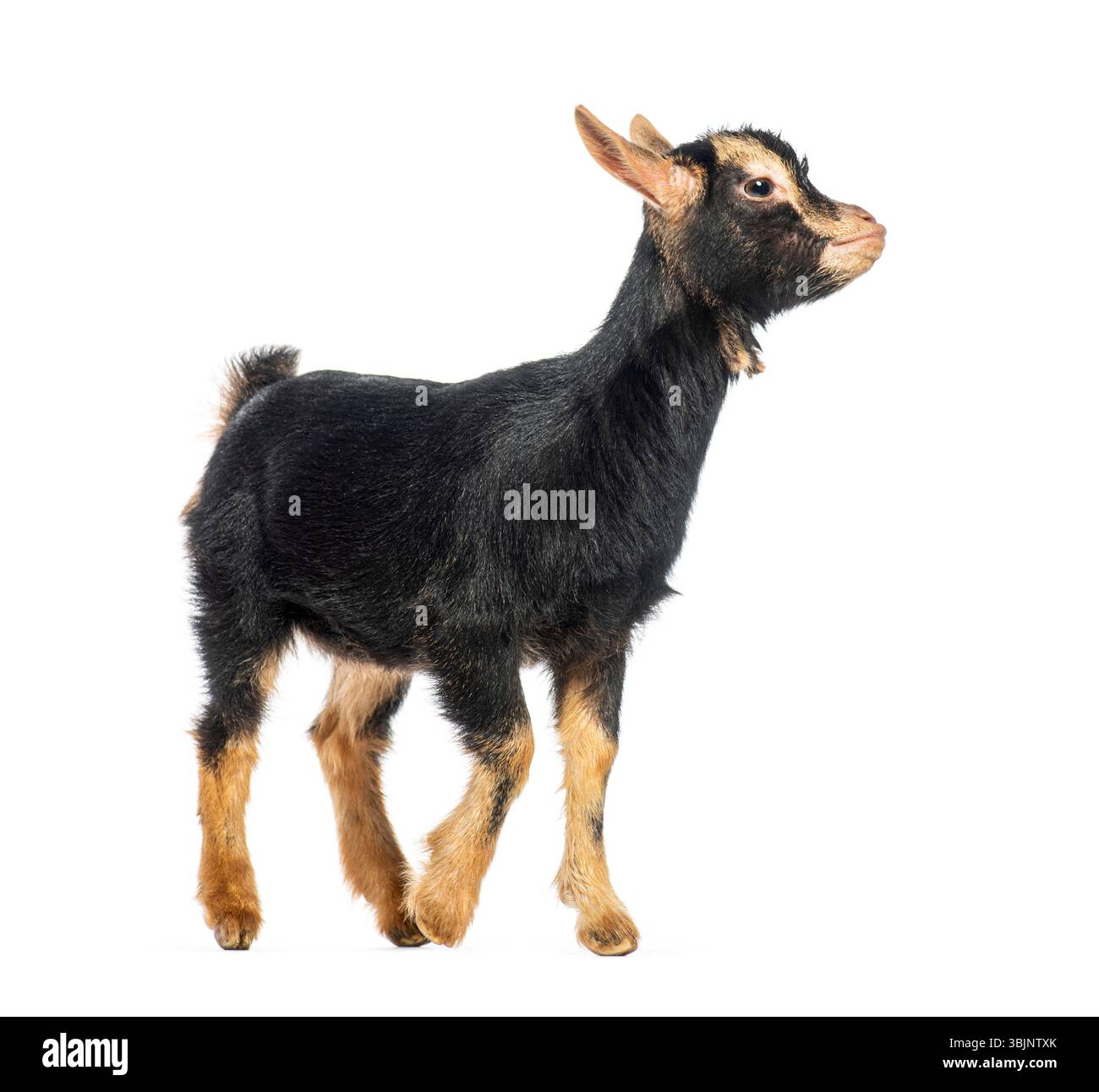 Goat walking forward hi-res stock photography and images - Alamy