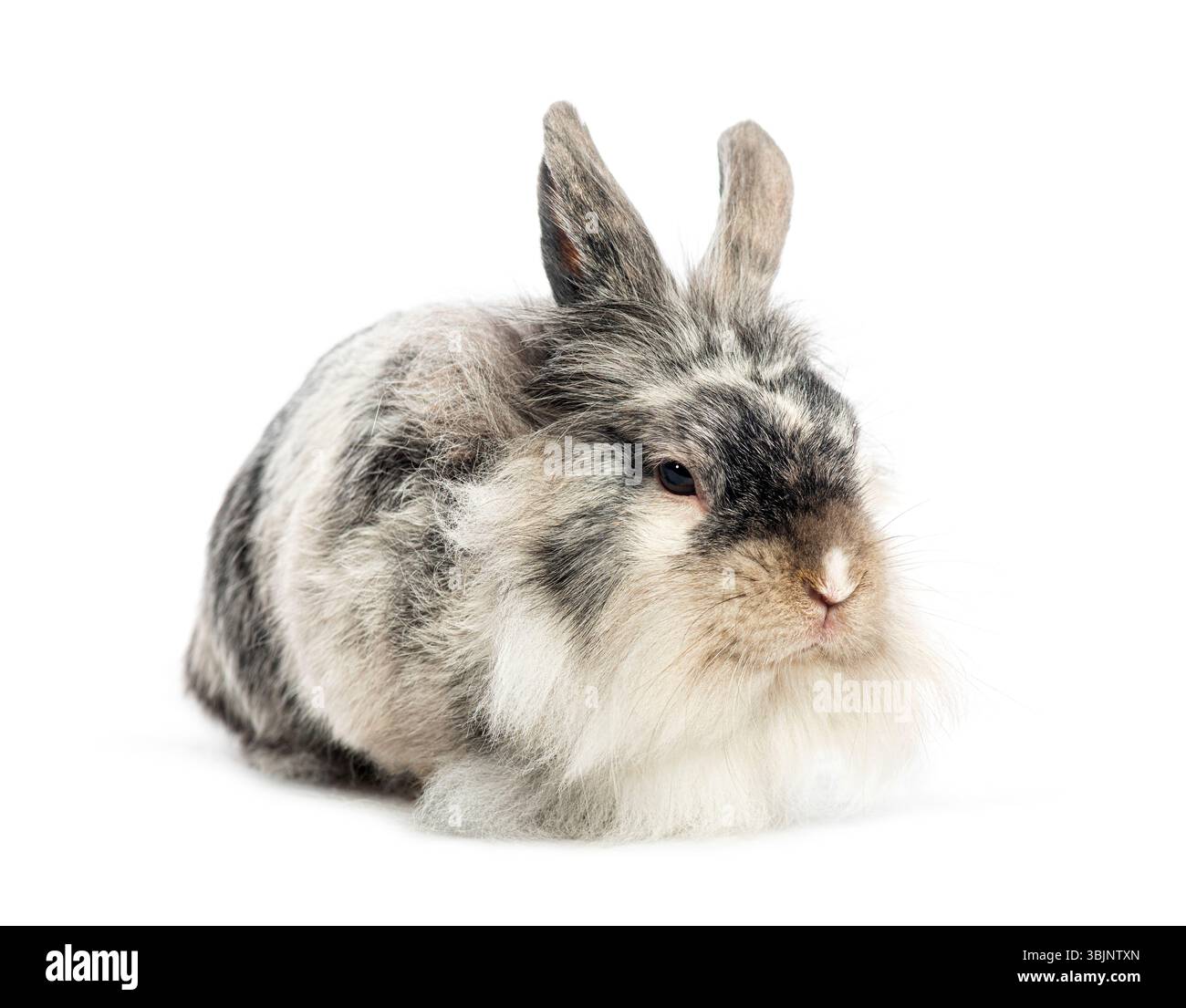 Grey and white lionhead rabbit on the ground Stock Photo - Alamy