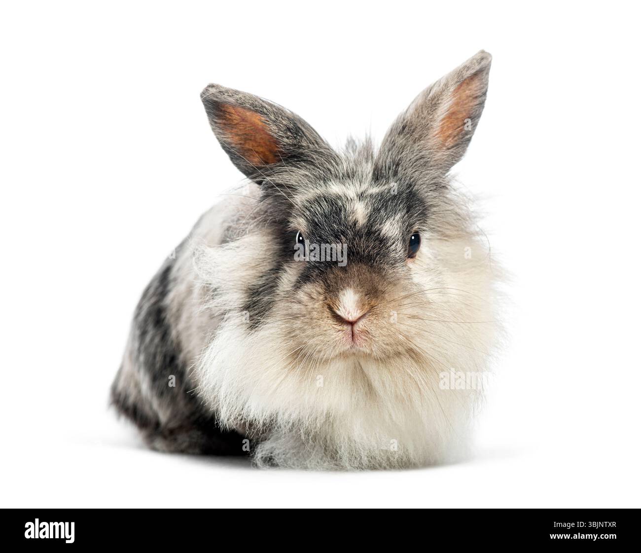 Black rabbit and white nose Cut Out Stock Images & Pictures - Alamy