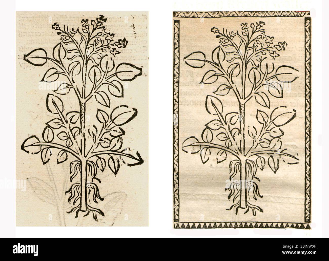 Botanical drawing of watercress (Nasturtium officinale), made between ...