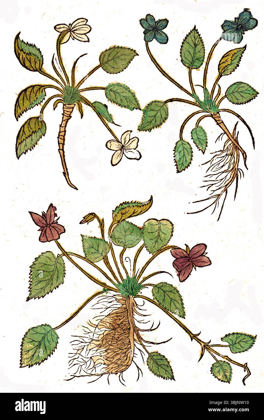 Illustration from 1546 by Bock, depicting Viola odorata (sweet violet ...