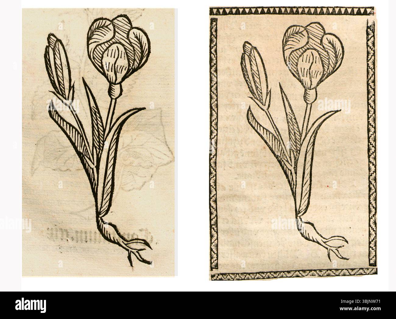 Depiction of blue lilies from 1497 and 1500 in a German botanical ...