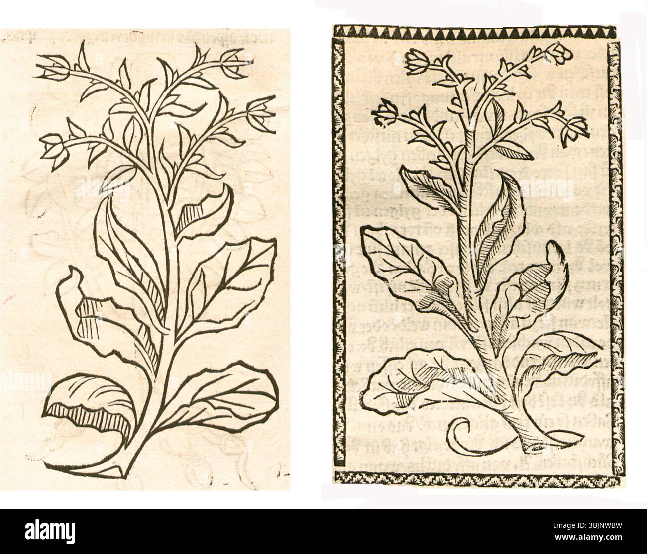 Illustration of wild scarlet plant from a German herbal manuscript ...