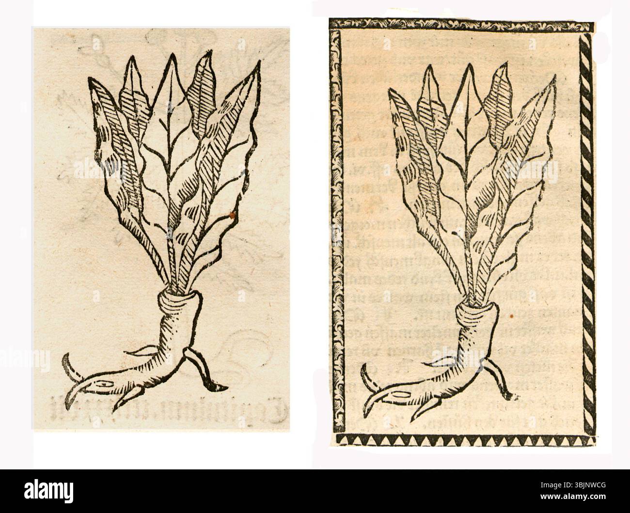 Illustration from 1497–1500 of Merretich, identified as Armoracia ...