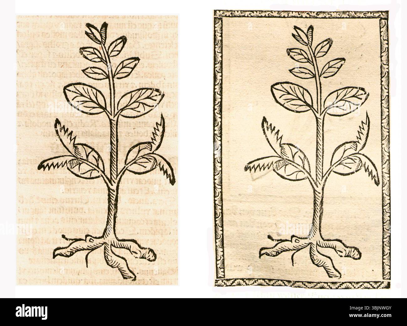Illustration of the gentian plant (Enzian), shown in a 1497–1500 German ...