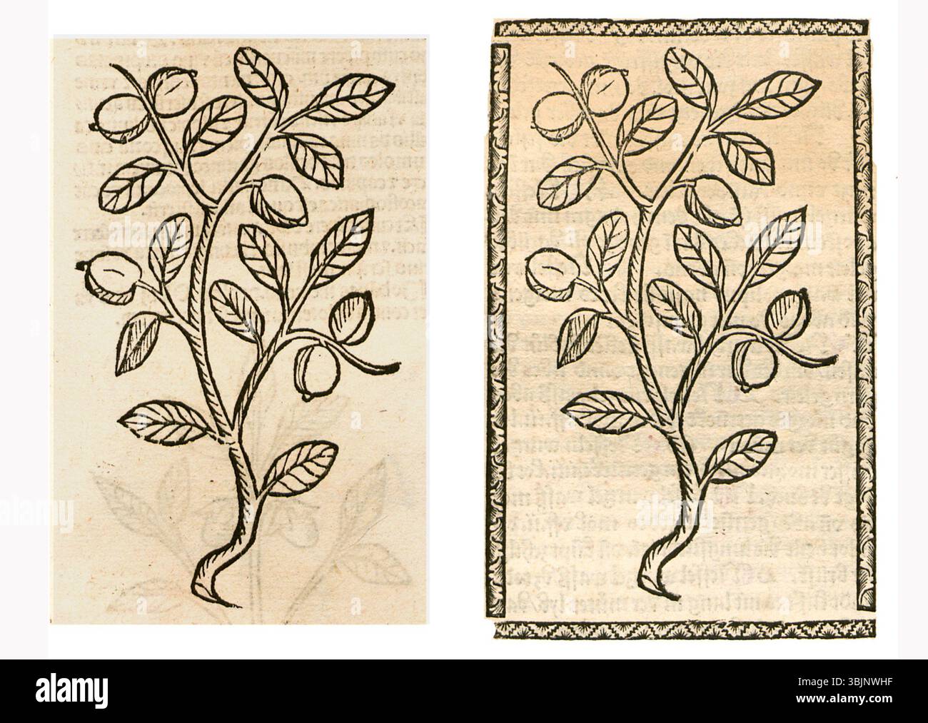 Botanical illustration of Juglans regia, known as the walnut tree ...