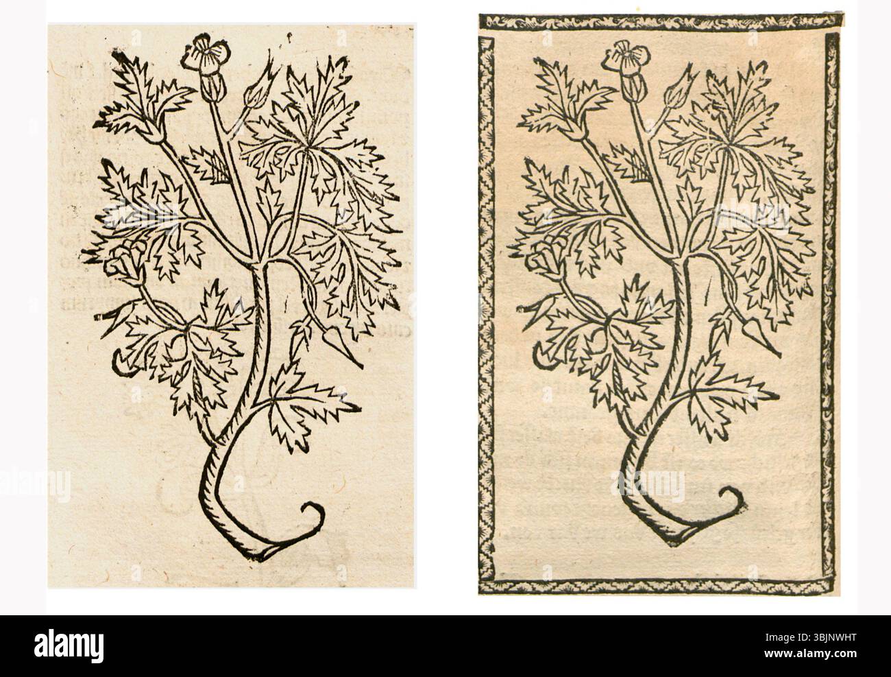 Botanical illustration of Geranium robertianum, titled 'Gotts Genad ...