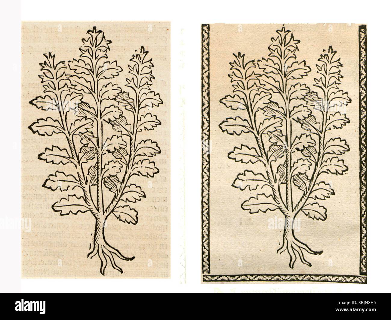 Botanical illustration of an unidentified blue Mayflower from between ...