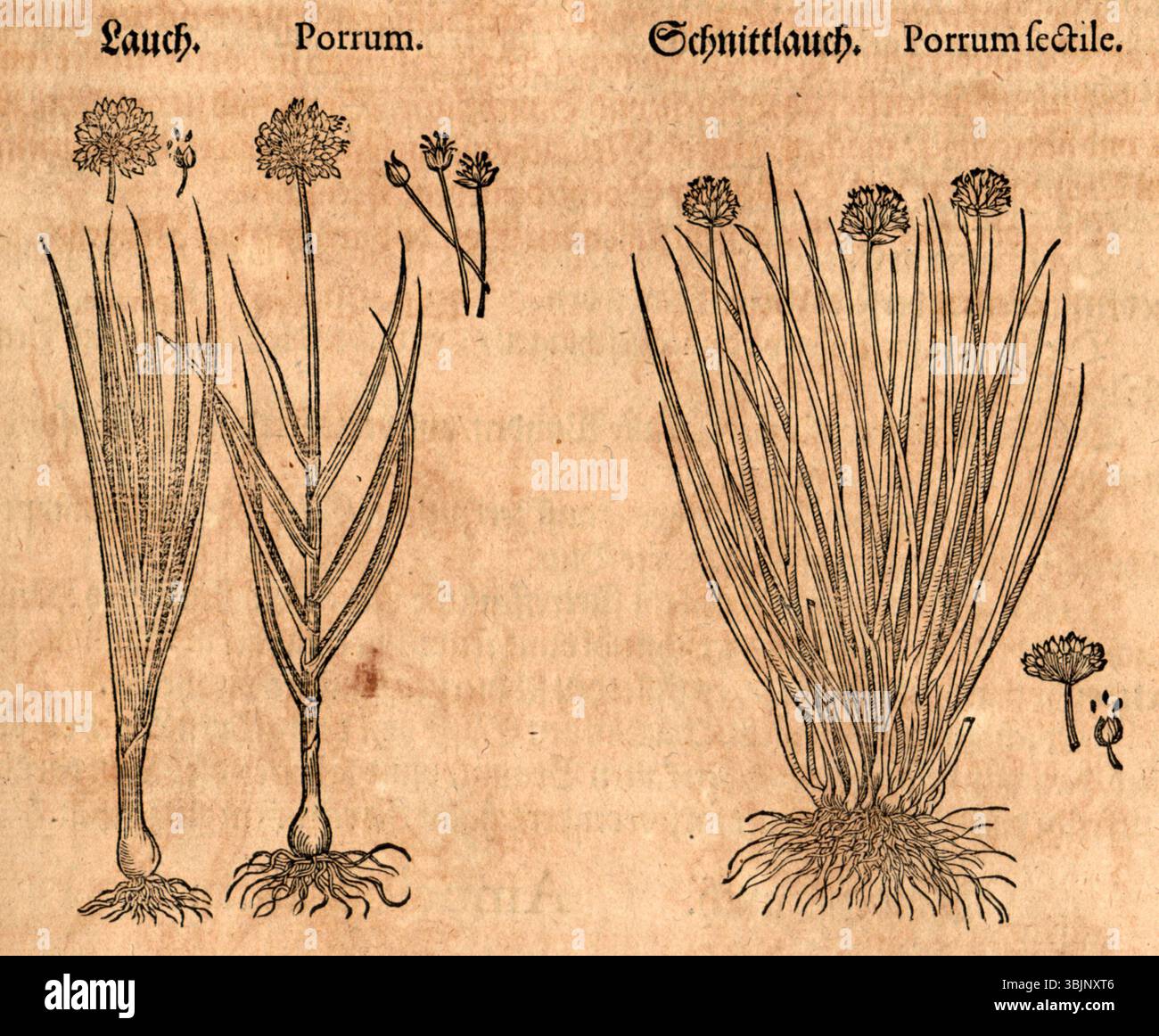 This 1586 botanical illustration by Camerarius depicts the leek (Allium ...